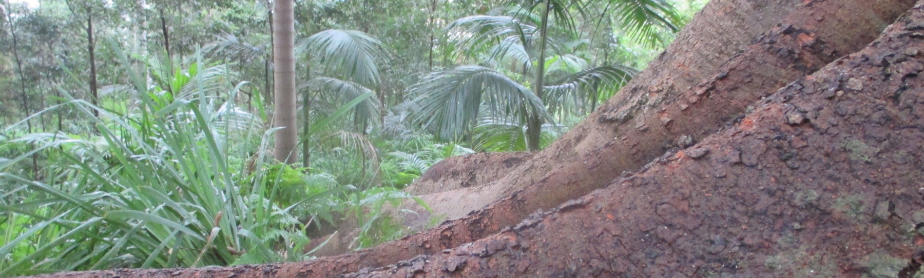 Moretonbayfig_trumper_09 (1800×542) | Alexa Moses, author